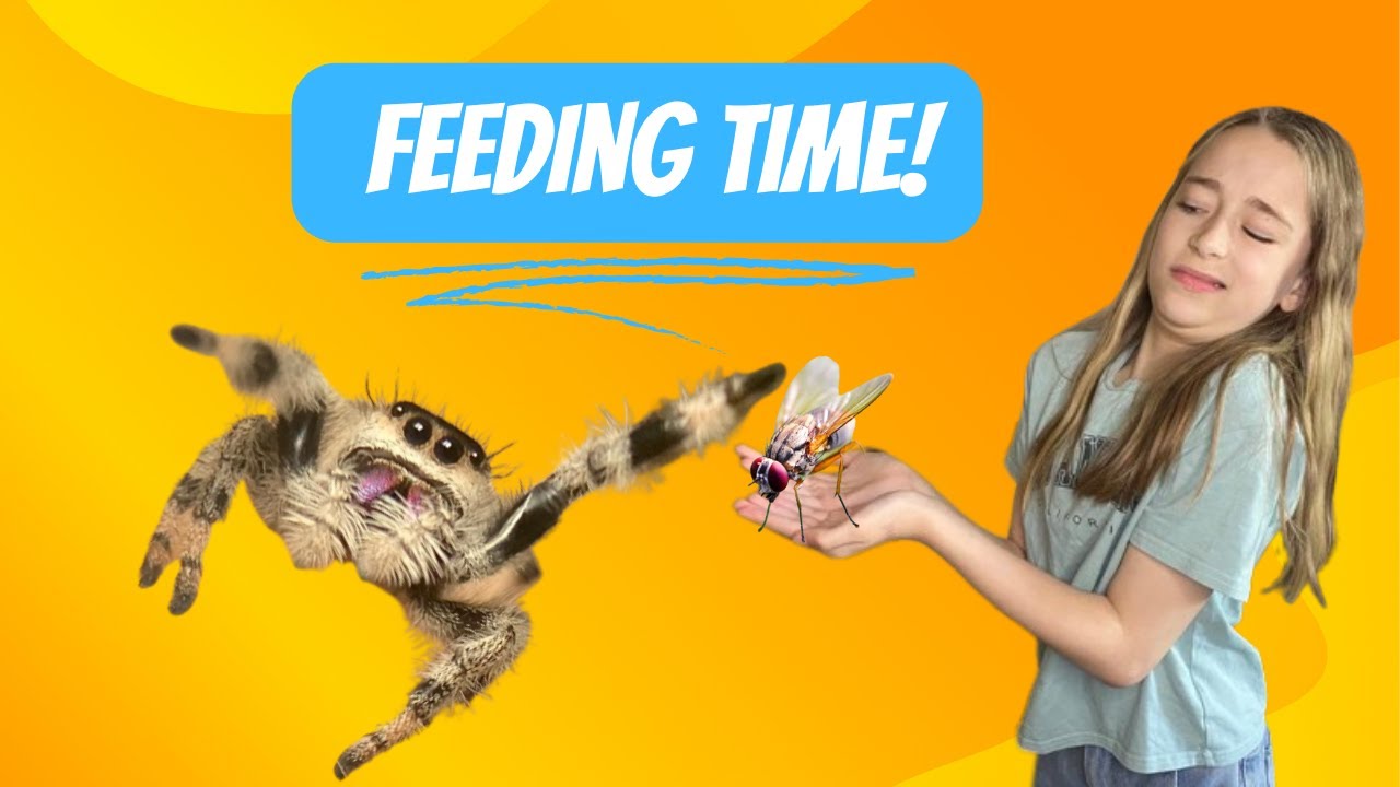 Feeding Your Little Jumping Spider, Useful How To Guide To See Success ...