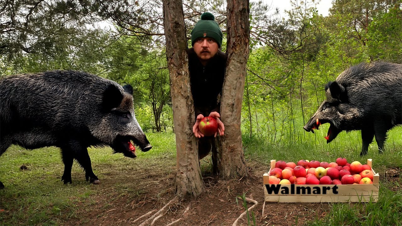 Do Wild Boars Eat Apples from Walmart? I'm Feeding a Pack of Boars in a ...