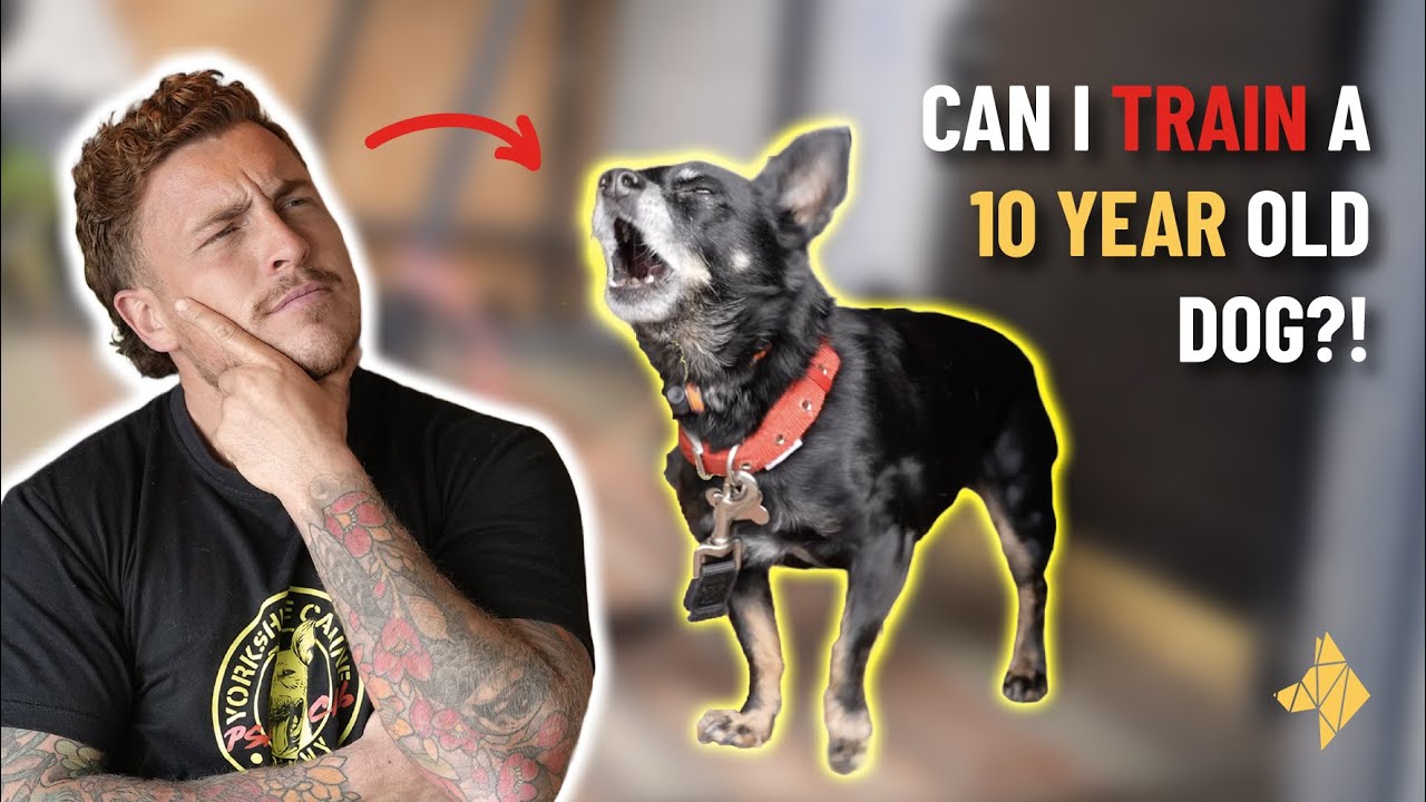 STOP barking at dogs FAST! - YouTube