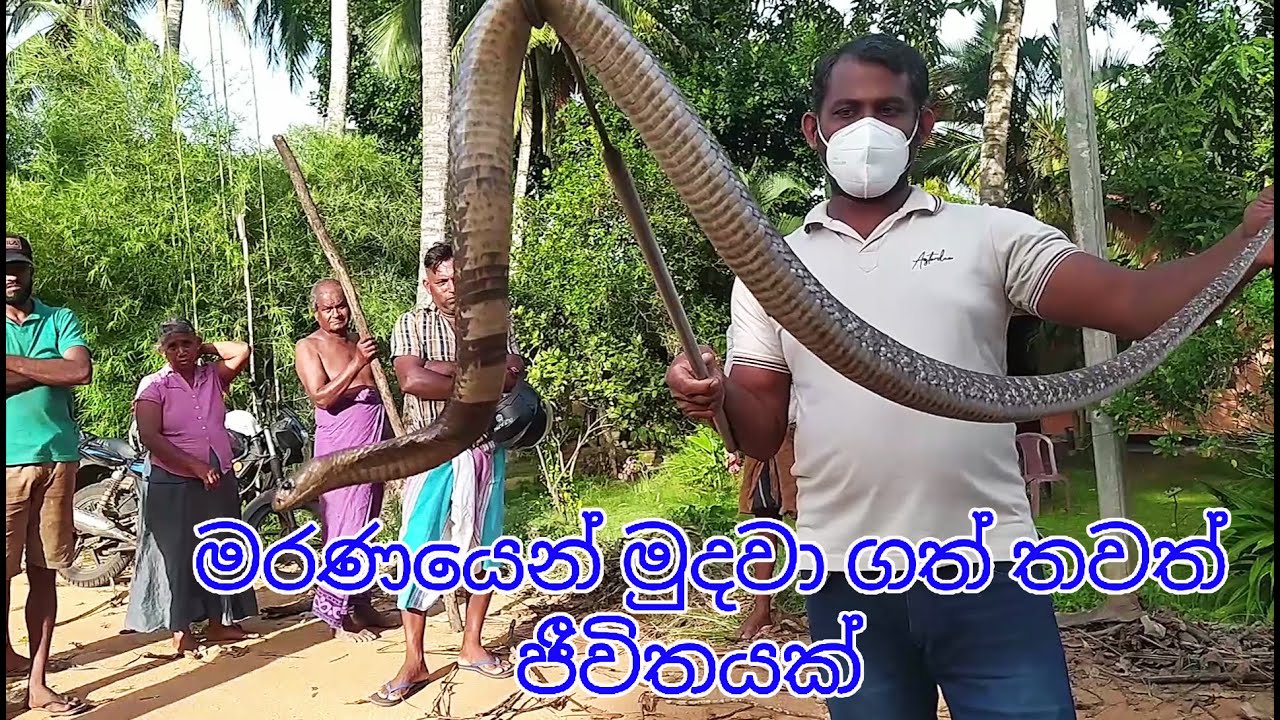 Another life saved from death - Snakes Guardian #SnakesGuardian #Snakes ...
