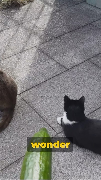 Why are CATS Afraid of Cucumbers? 🙀#cat #facts #shortsvideo # ...