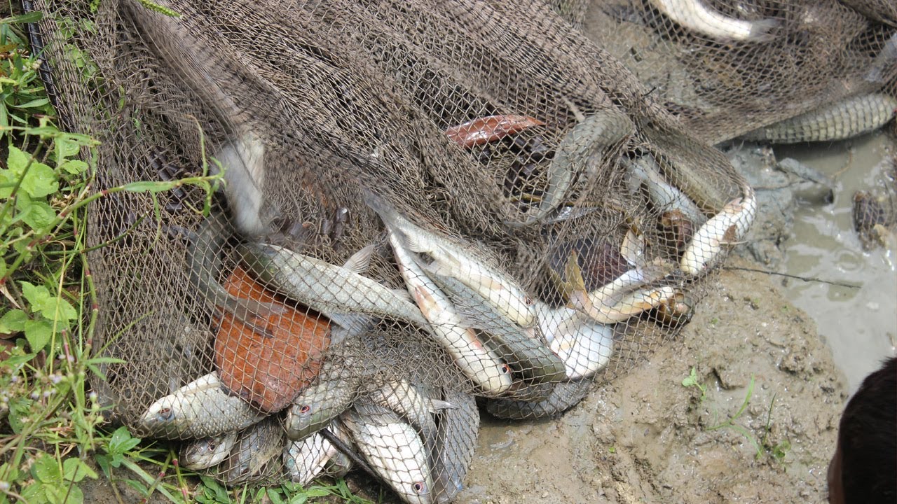 Amazing Net Fishing | Catching Lot of Fish using Cast net | Net Fishing ...