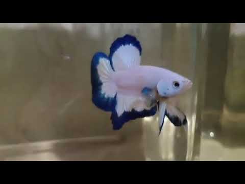 betta candy multi colour - YouTube