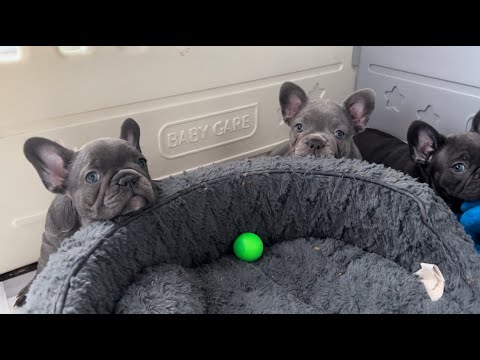 HOW FRENCHIES REACT WHEN THEY DID SOMETHING BAD 😂😍 - YouTube