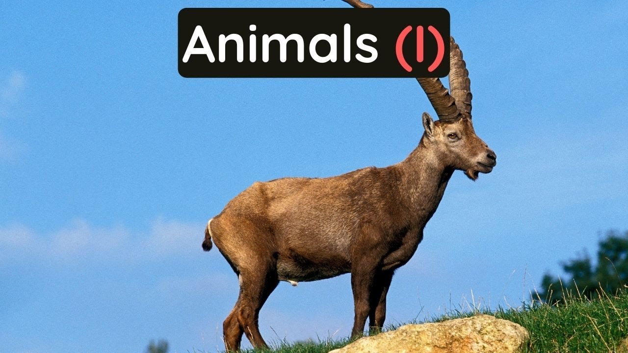 Animals Letter I - Flashcards for Kids by Bitsboard.com - YouTube
