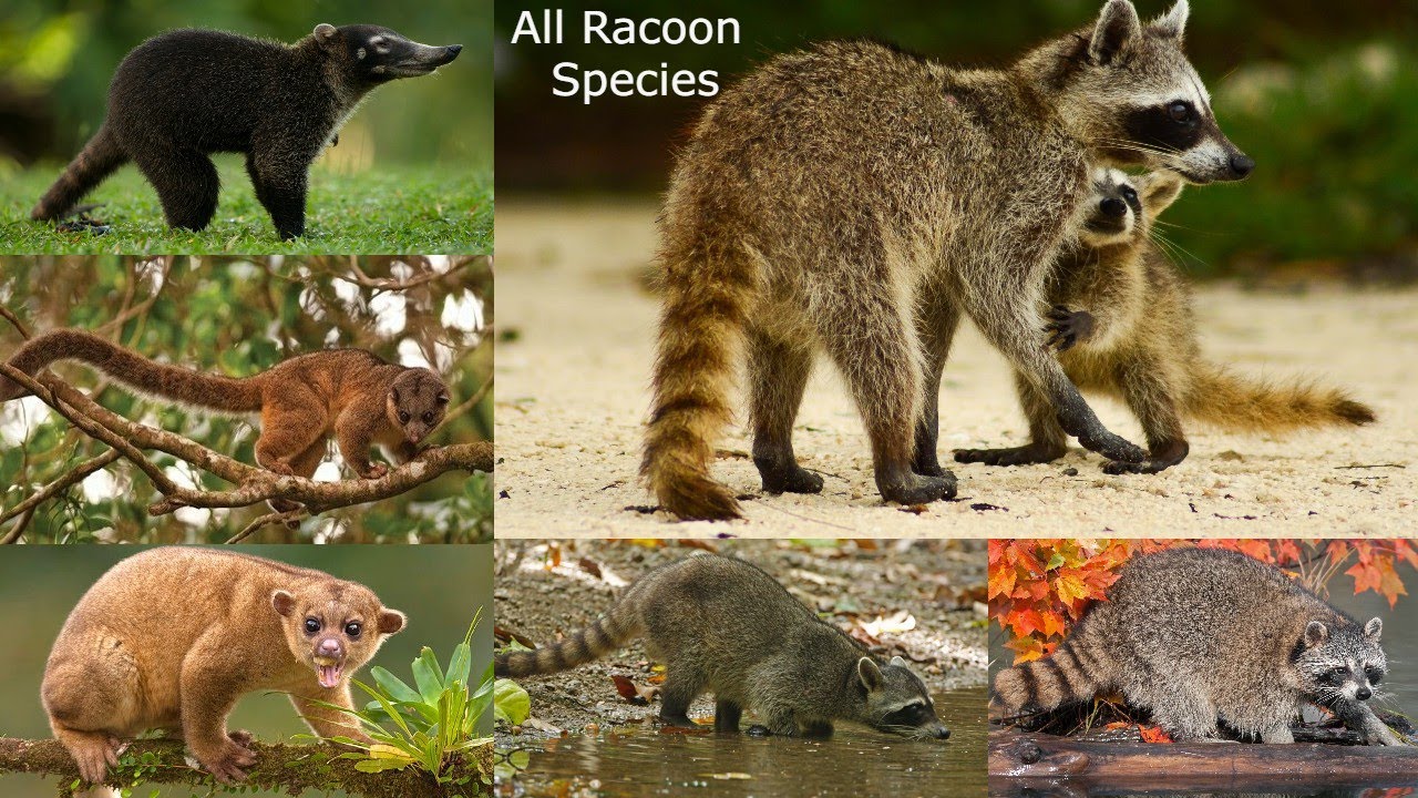 All Racoon species / types of racoon / racoon / coons - YouTube
