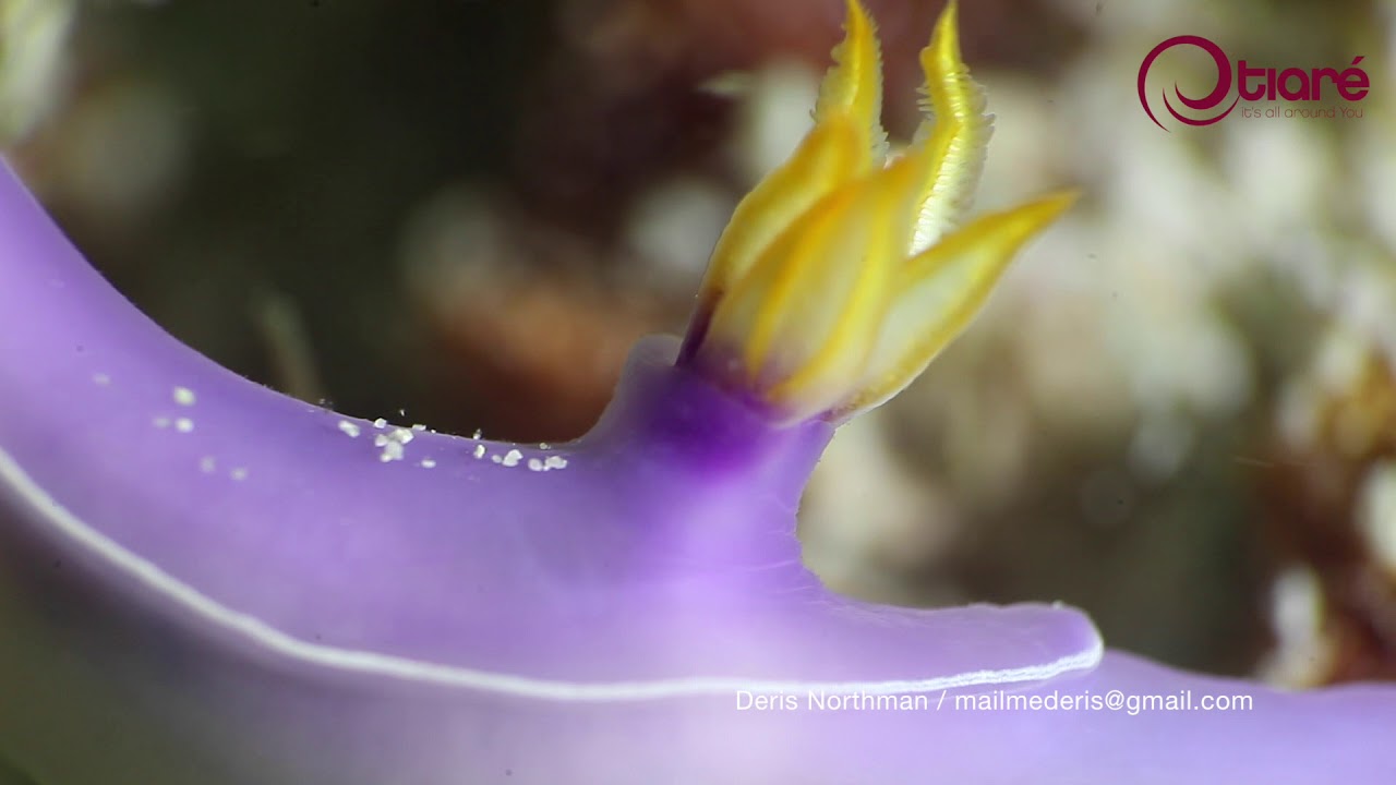Hypselodoris Bullocki - Nudibranch, Indonesia - YouTube