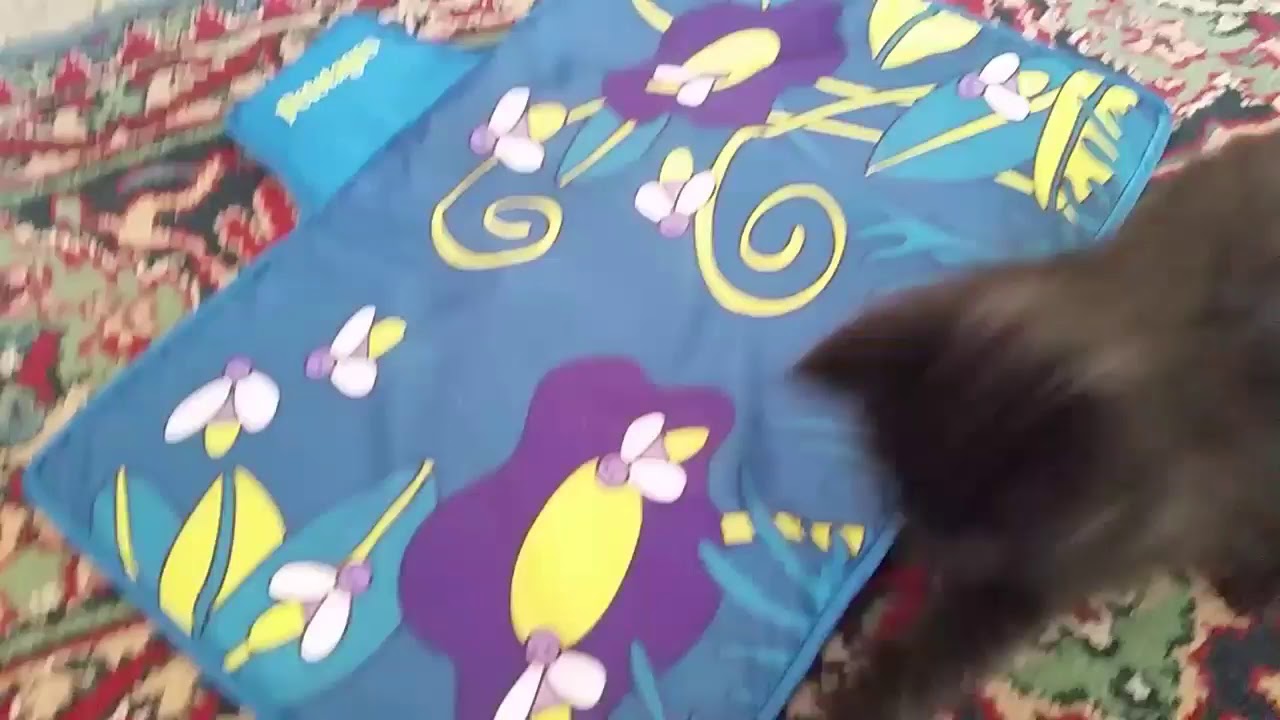 Kitten hopping around chasing hand - YouTube