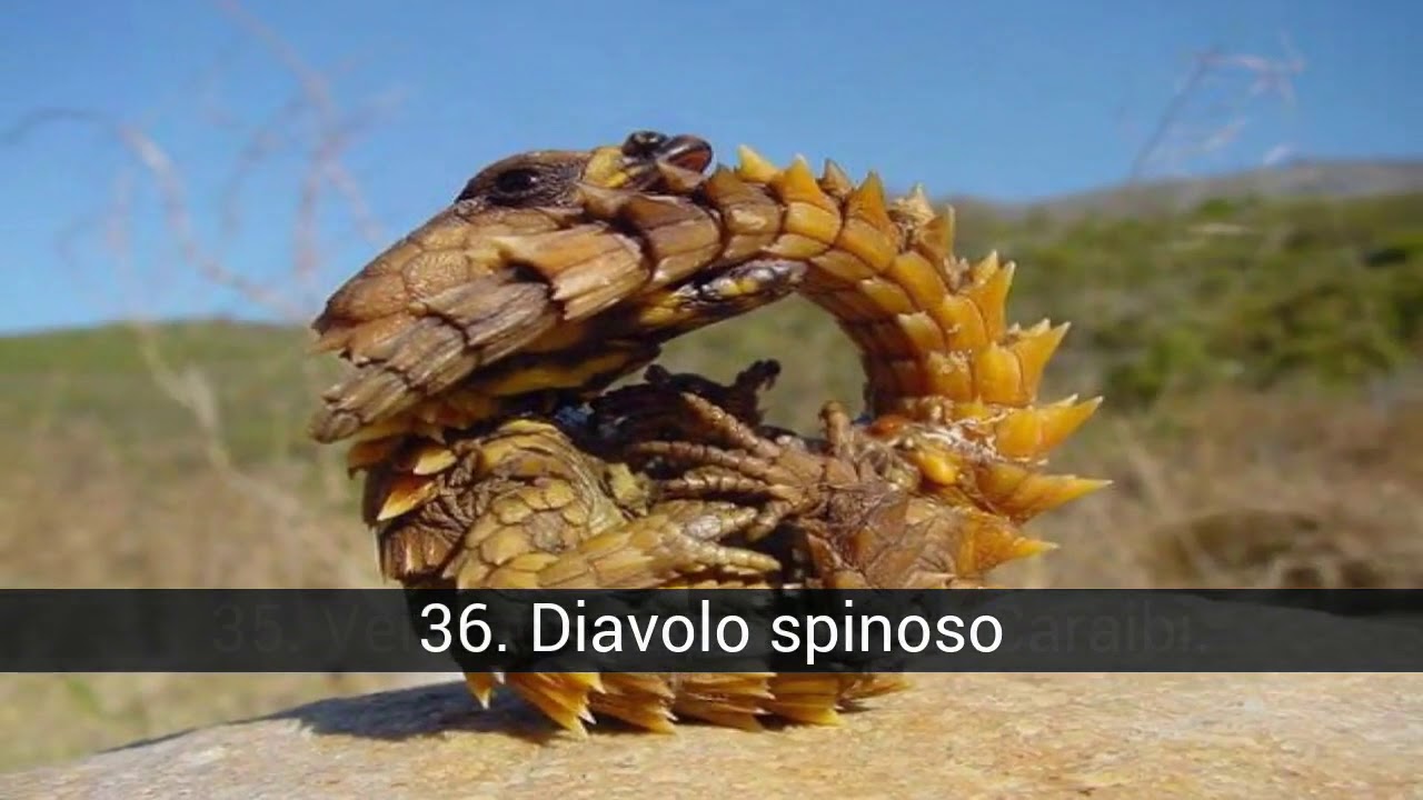 Le 50 nuove specie di animali più strani al mondo - YouTube