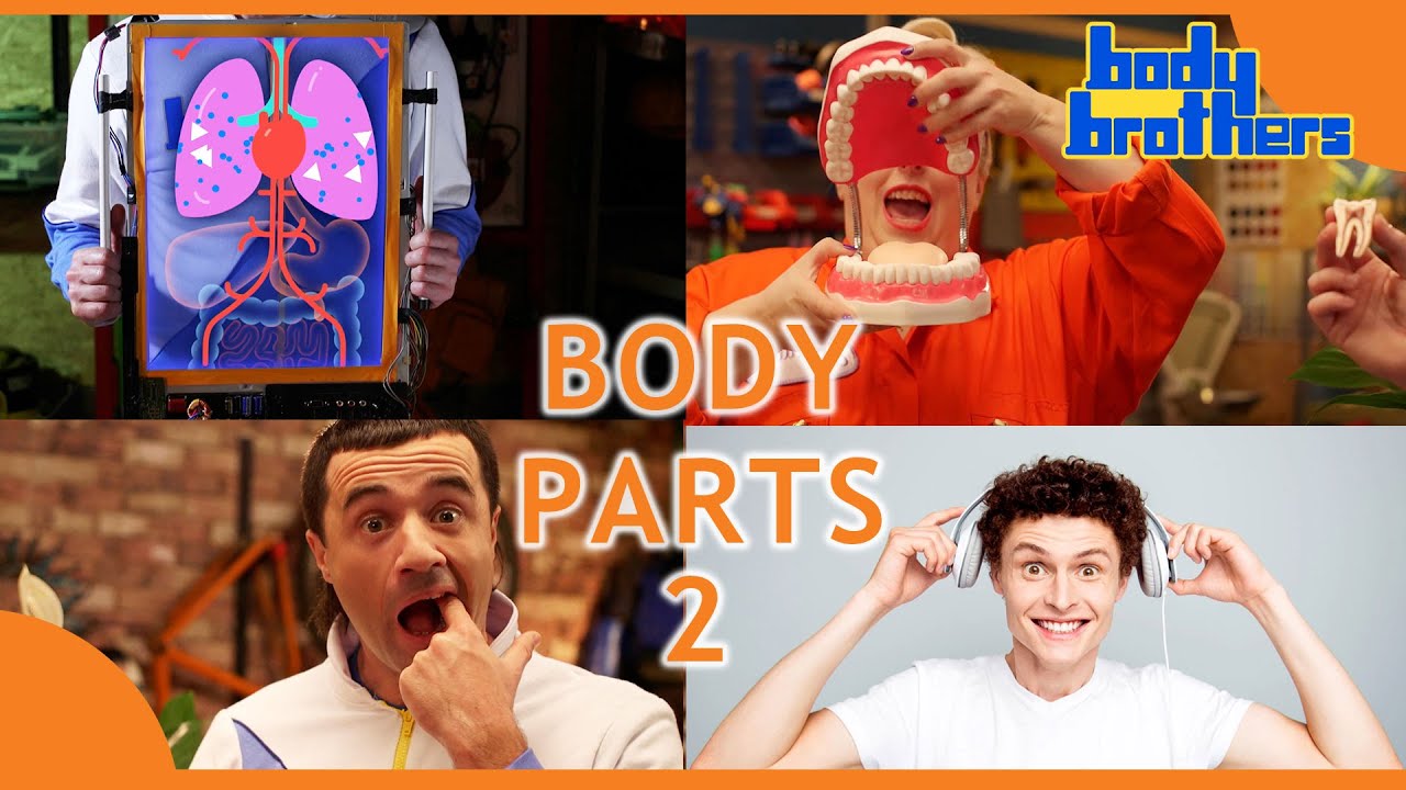 Body Brothers | Learn All About Your Amazing Body Parts - PART 2 🦴 💪 ...