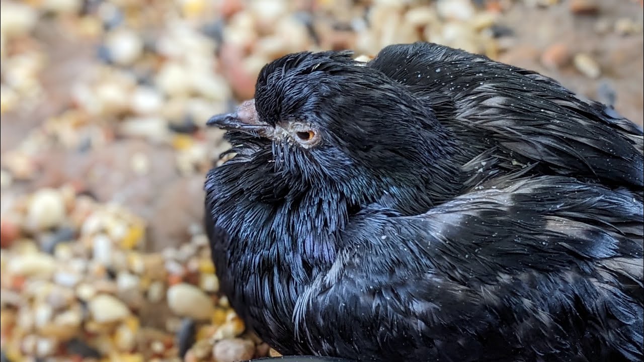 Baby pigeon with no toes gets scritches for the first time in its ...