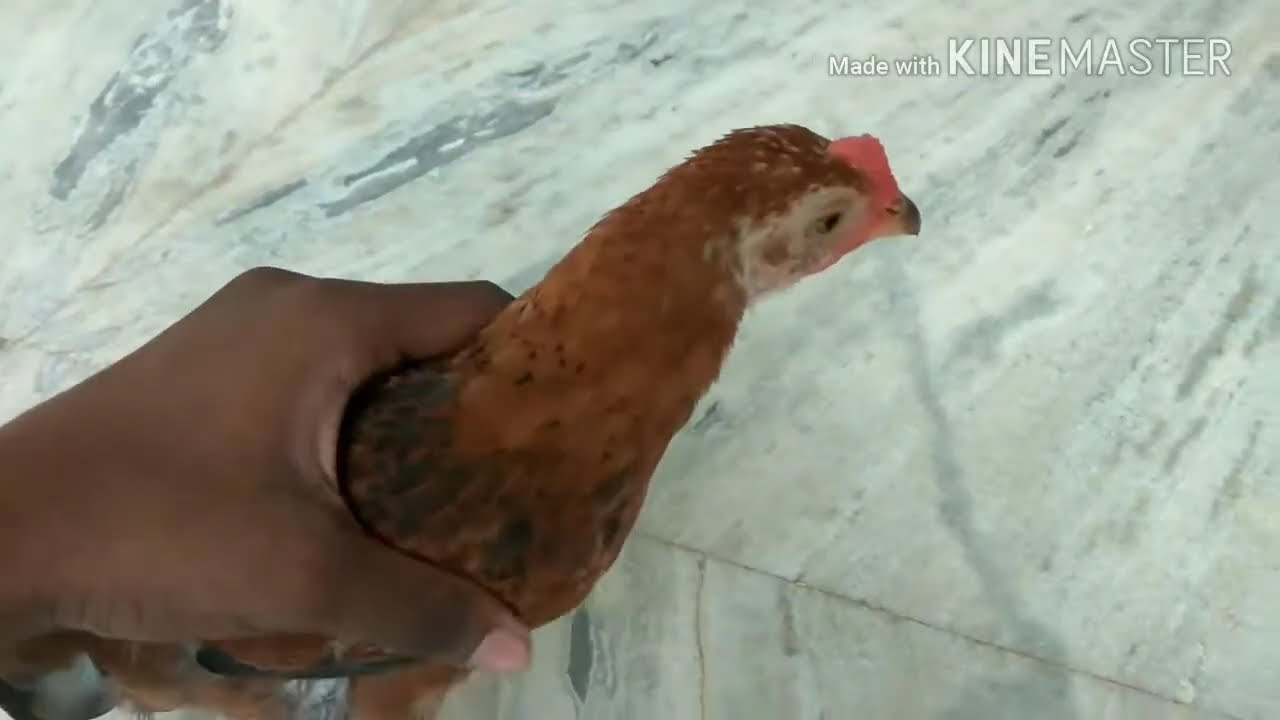 Optical image stabilization/ OIS. How it works ft. chicken little - YouTube