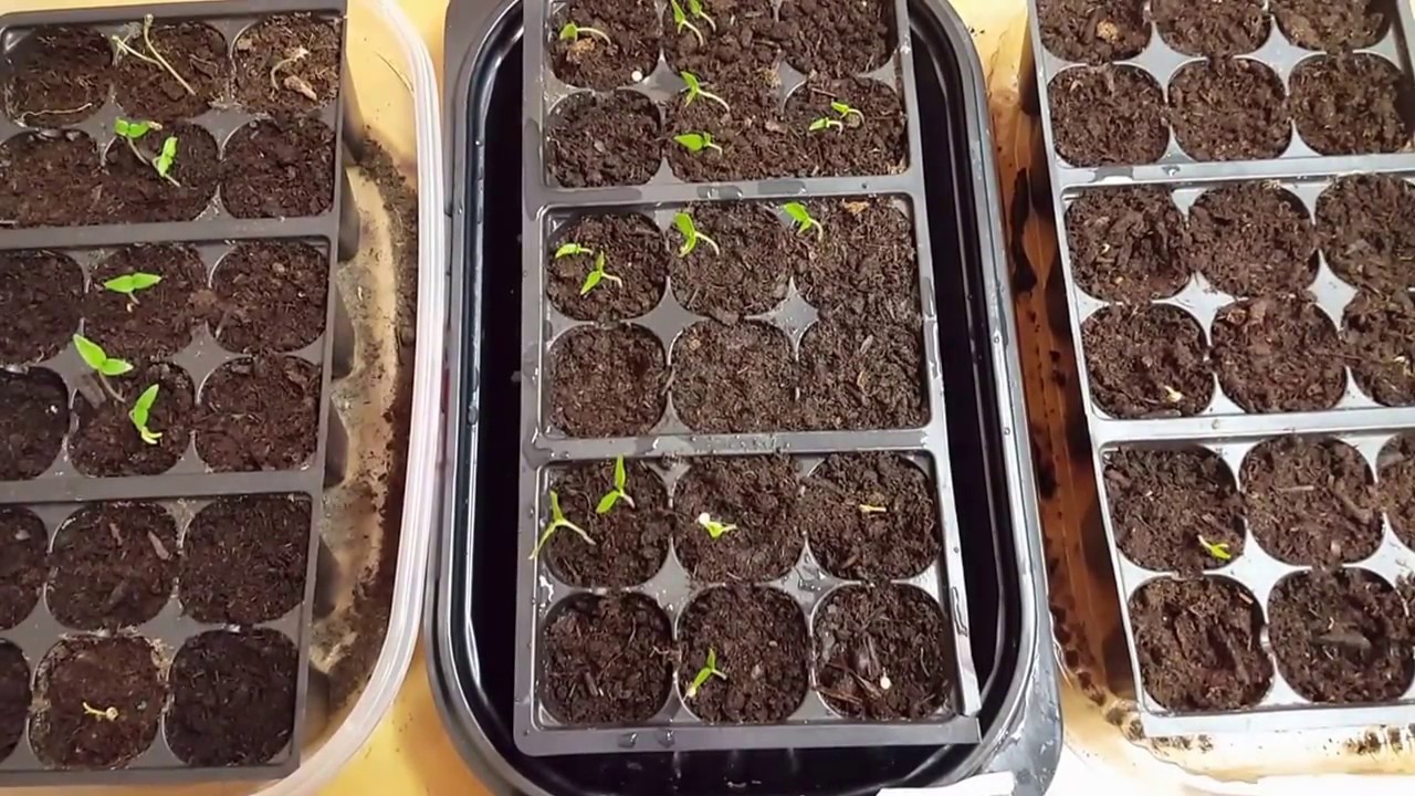 How to Germinate Super Hot Pepper Seeds Episode 4 - YouTube