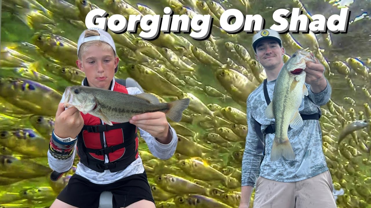 Schooling Bass At Dusk! Ozarks Bass fishing with Korb! - YouTube