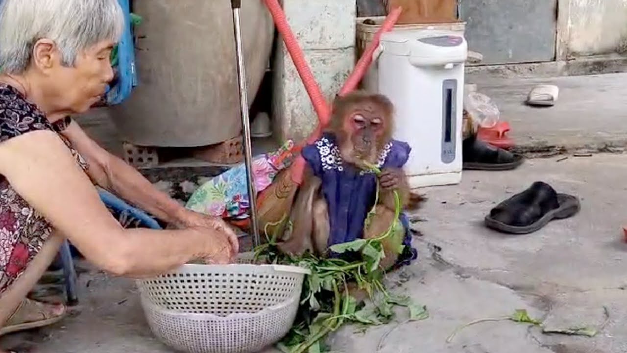 Monkey Ni was taken care of by her great-grandmother. - YouTube