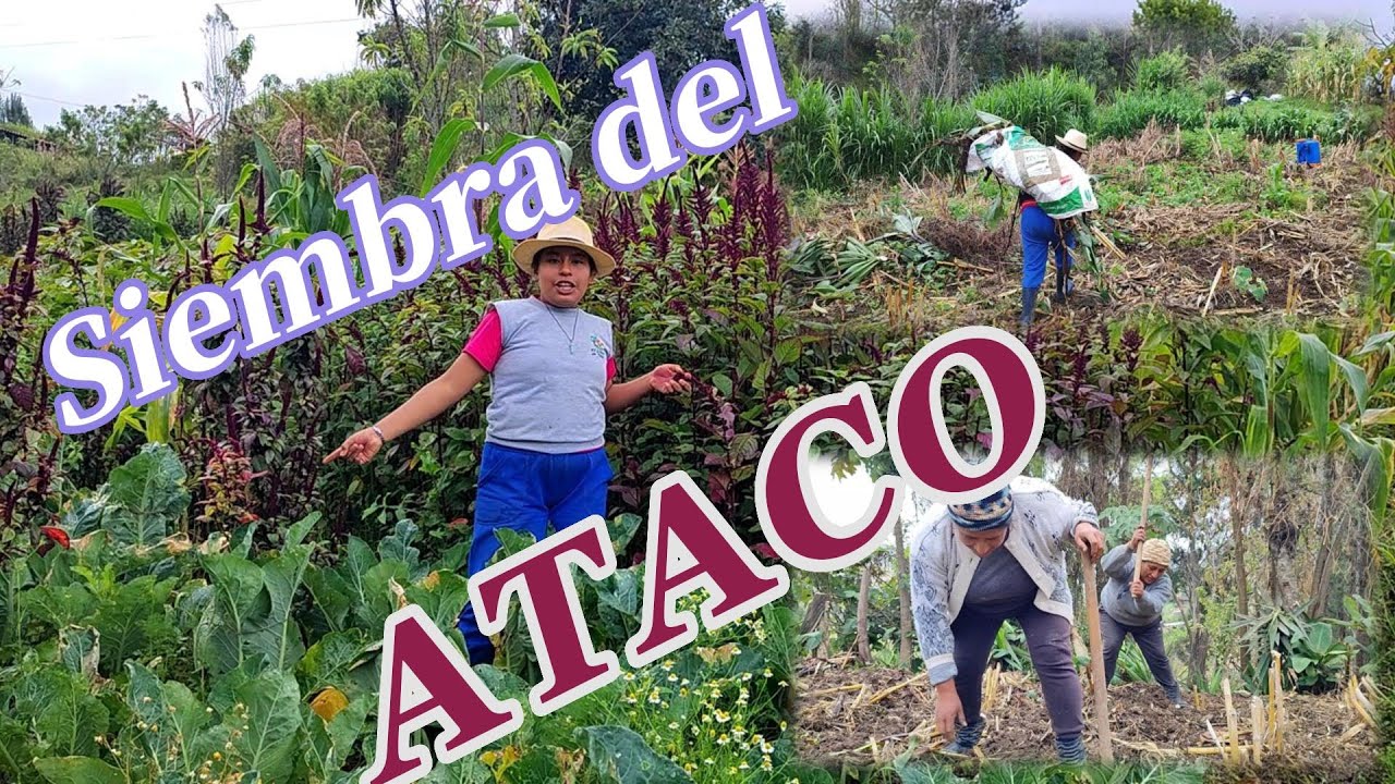 Fuimos a la huerta a sembrar el ATACO - YouTube