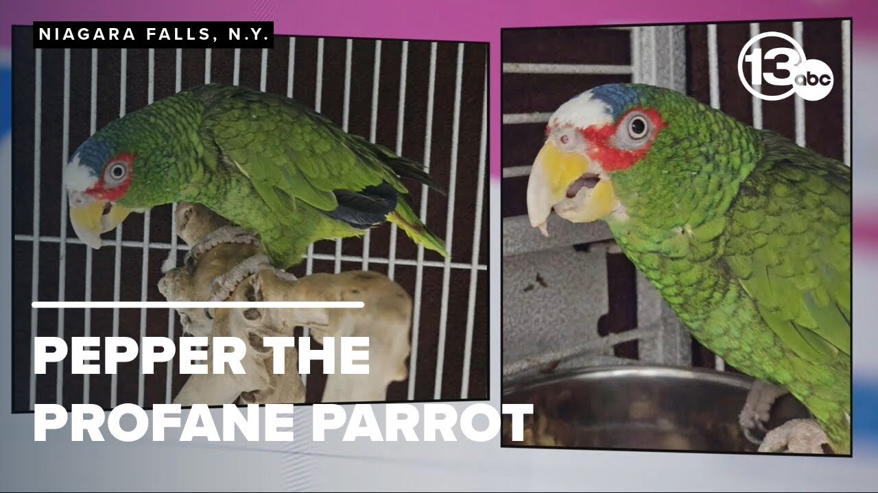 Profane parrot named Pepper looking for a new home - YouTube