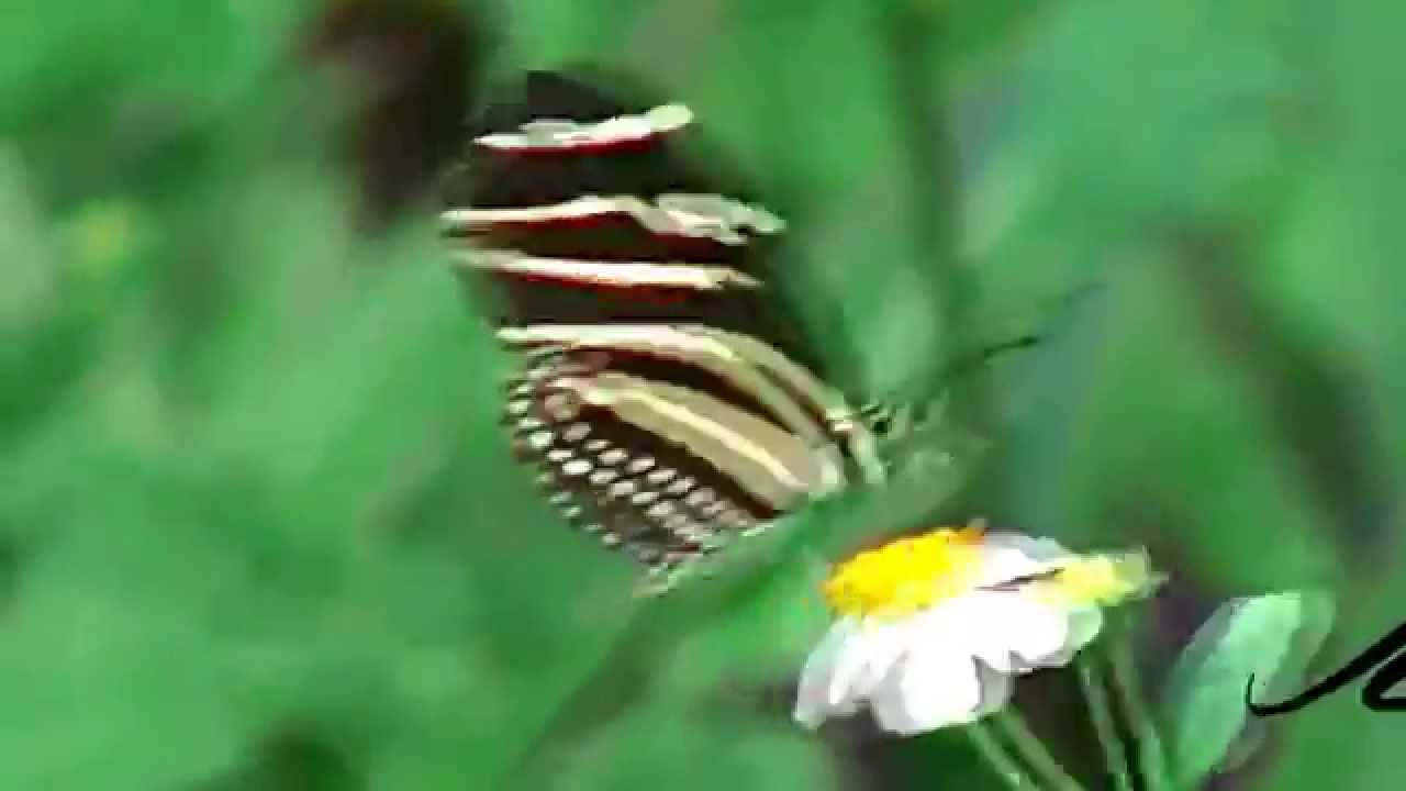 Sony 1080i HD close-ups & Macros - Nature Unleashed -_HD.mp4 - YouTube