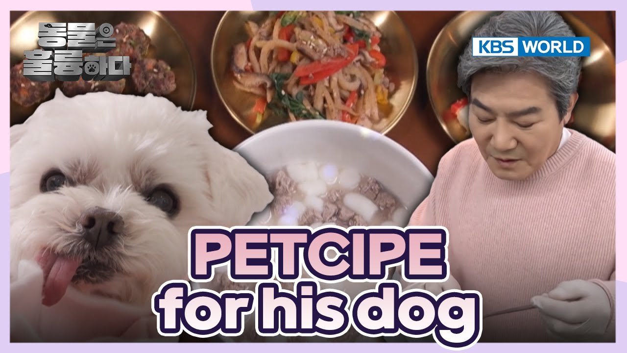 Recipes for pets😋 [Animals Are Incredible : EP.10-4] | KBS WORLD TV ...