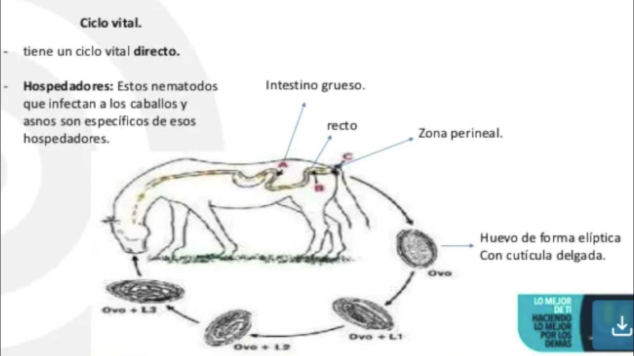 Enfermedades parasitarias - Oxyuris equi - YouTube