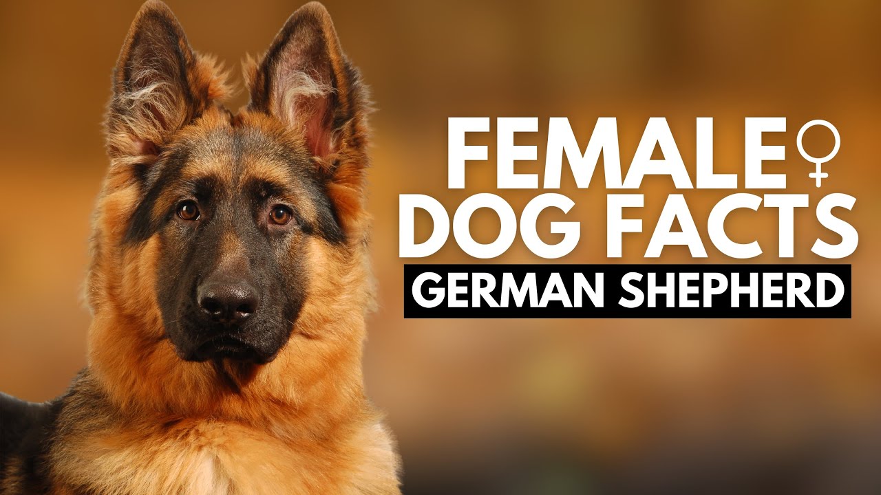 12 Fascinating Facts About Female German Shepherds (#11 is Beautiful ...