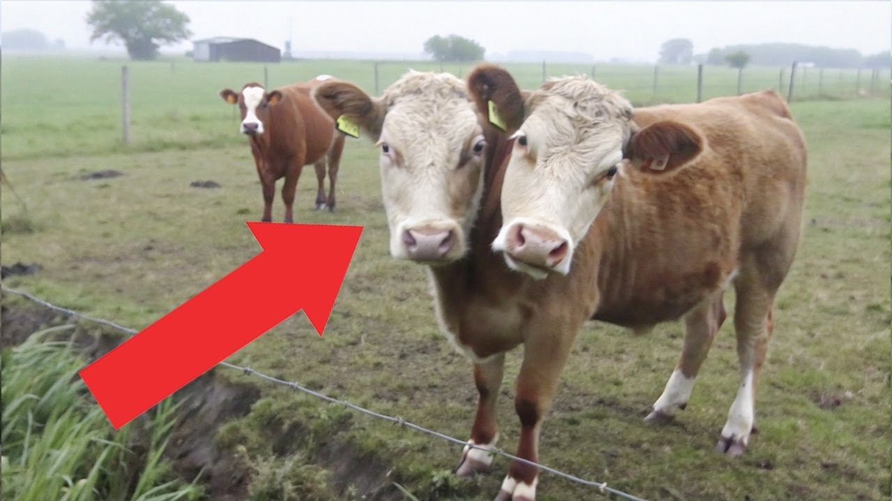 The Scariest Animal Mutations - YouTube