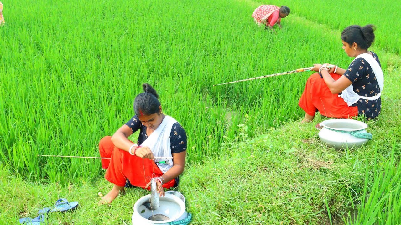 Fishing in Rice Field | Traditional Gril Fishing With In Paddy Field ...