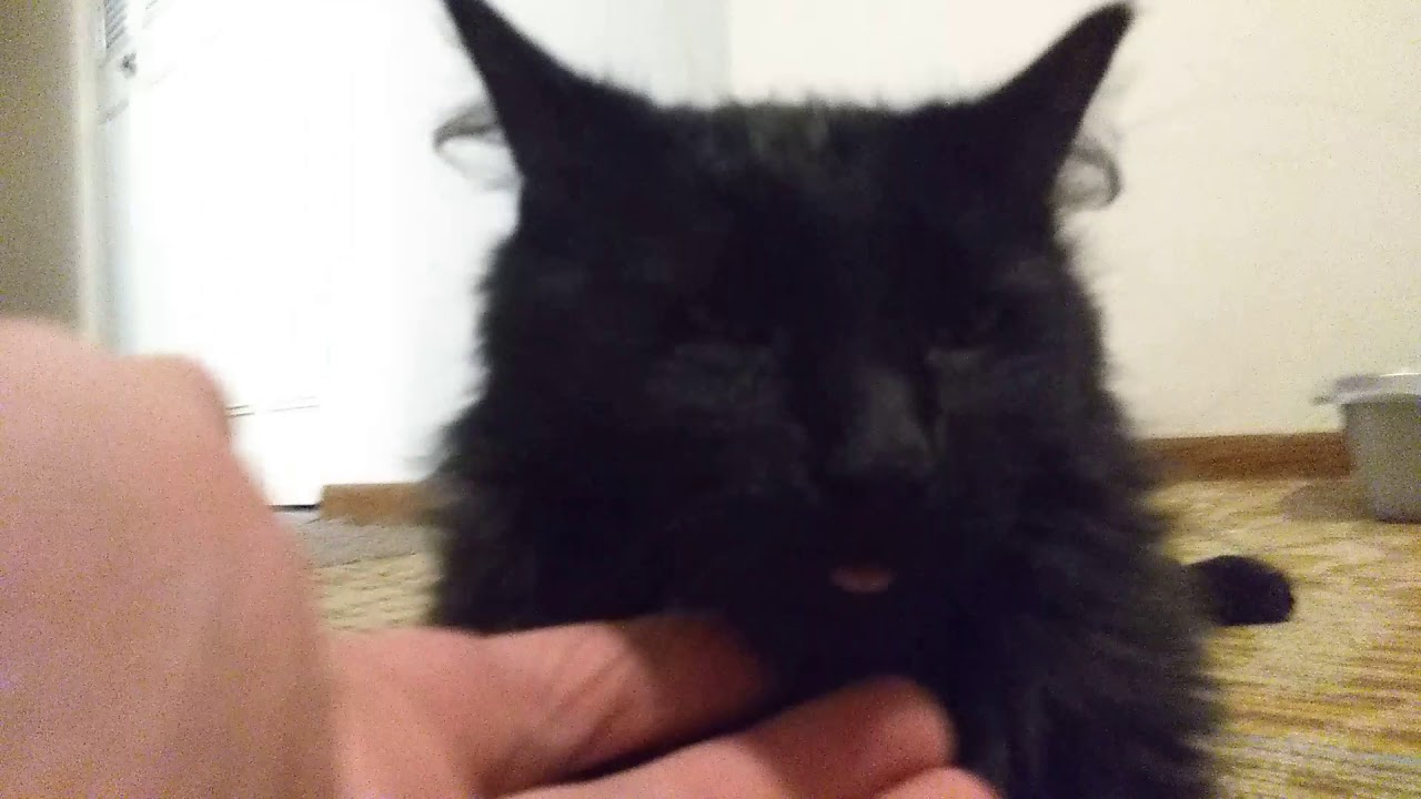My cat Boon - YouTube