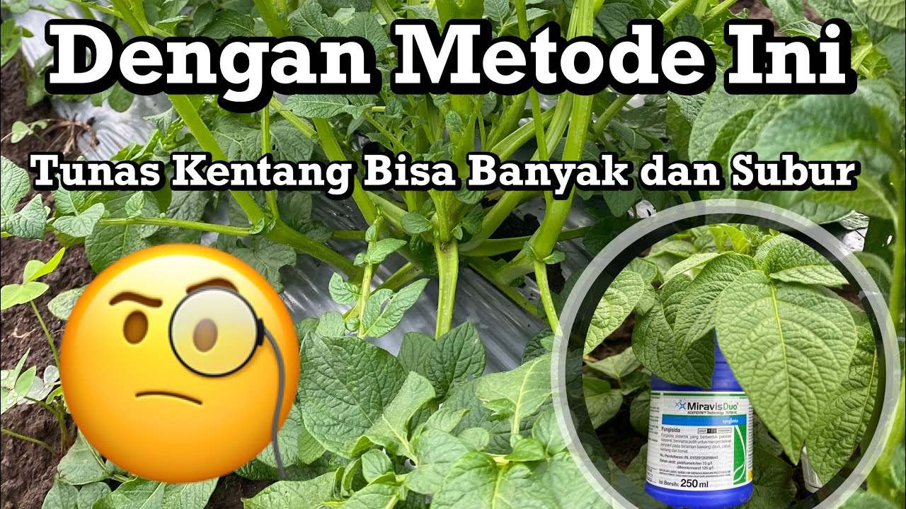 Petani Harus Tau ️dengan metode ini Tunas Kentang bisa banyak # ...