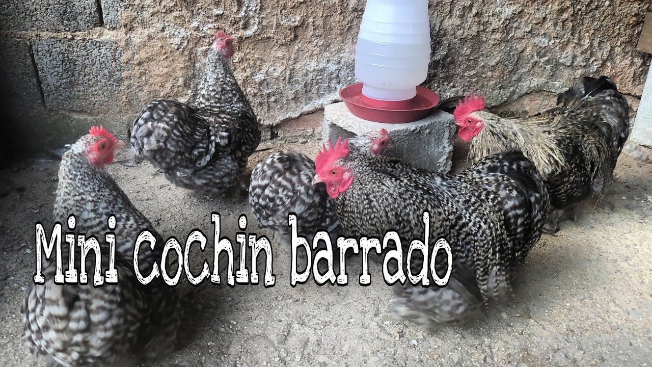 Mini cochin barrado • aves ornamentais lindas - YouTube