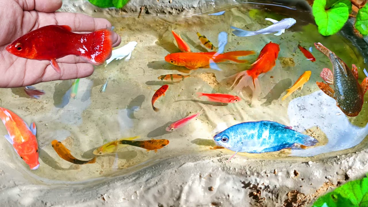 finding colourful ornamental fish koi fish Koki fish catfish betta fish ...