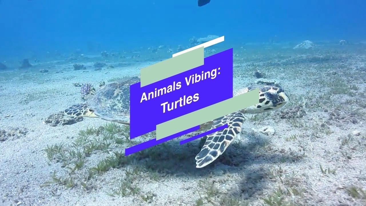 Turtles Vibing - YouTube