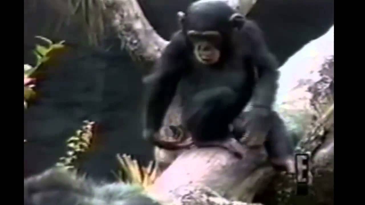 Mono Pendejo se huele el culo v: - YouTube