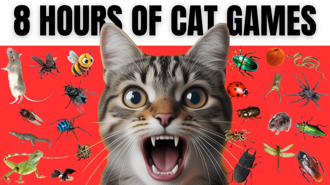 Cat Games 8 HOURS! Ultimate Compilation for Cats - 4K and 3D Sound ...