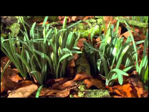 Engin Noyan - Allah'ım Bırakma Bizi (Dua)