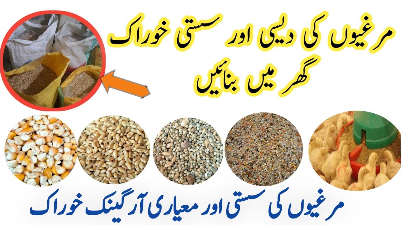 Chicks Feed Formulation | organic feed formulations - YouTube