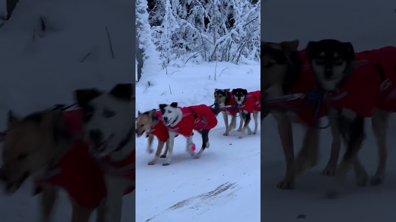 Dog Sledding This is a common sight in North Pole Alaska. - YouTube