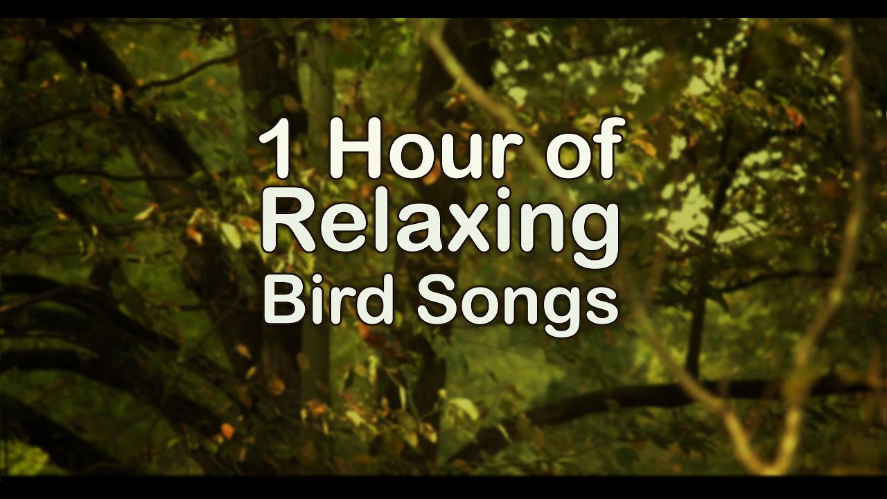 1 Hour of Relaxing Bird Songs for Stress Relief and Meditation: Nature ...