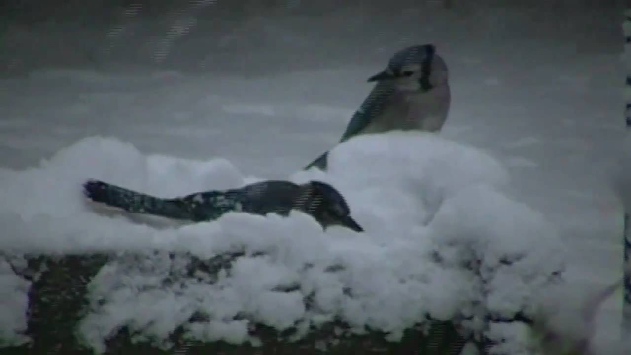 Snow and Blue Jays - YouTube