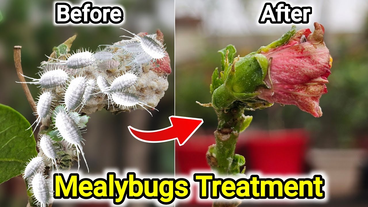 Mealybugs treatment on Hibiscus plants, How to save Hibiscus from ...