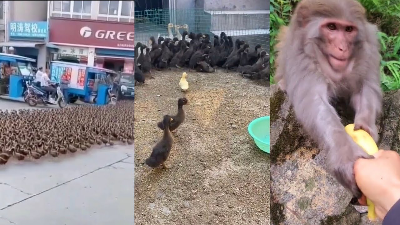 Alpha duck asserts dominance, forms army to take over town | Best of ...