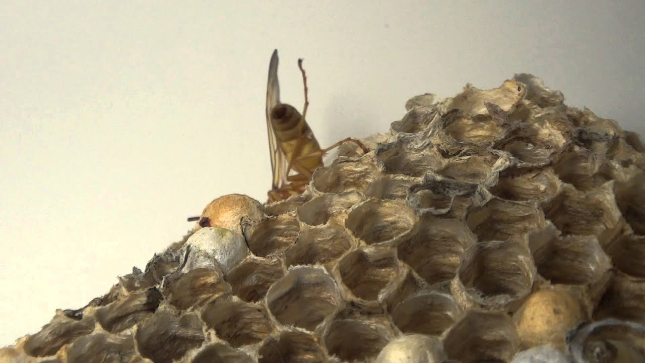 Paper Wasp - YouTube