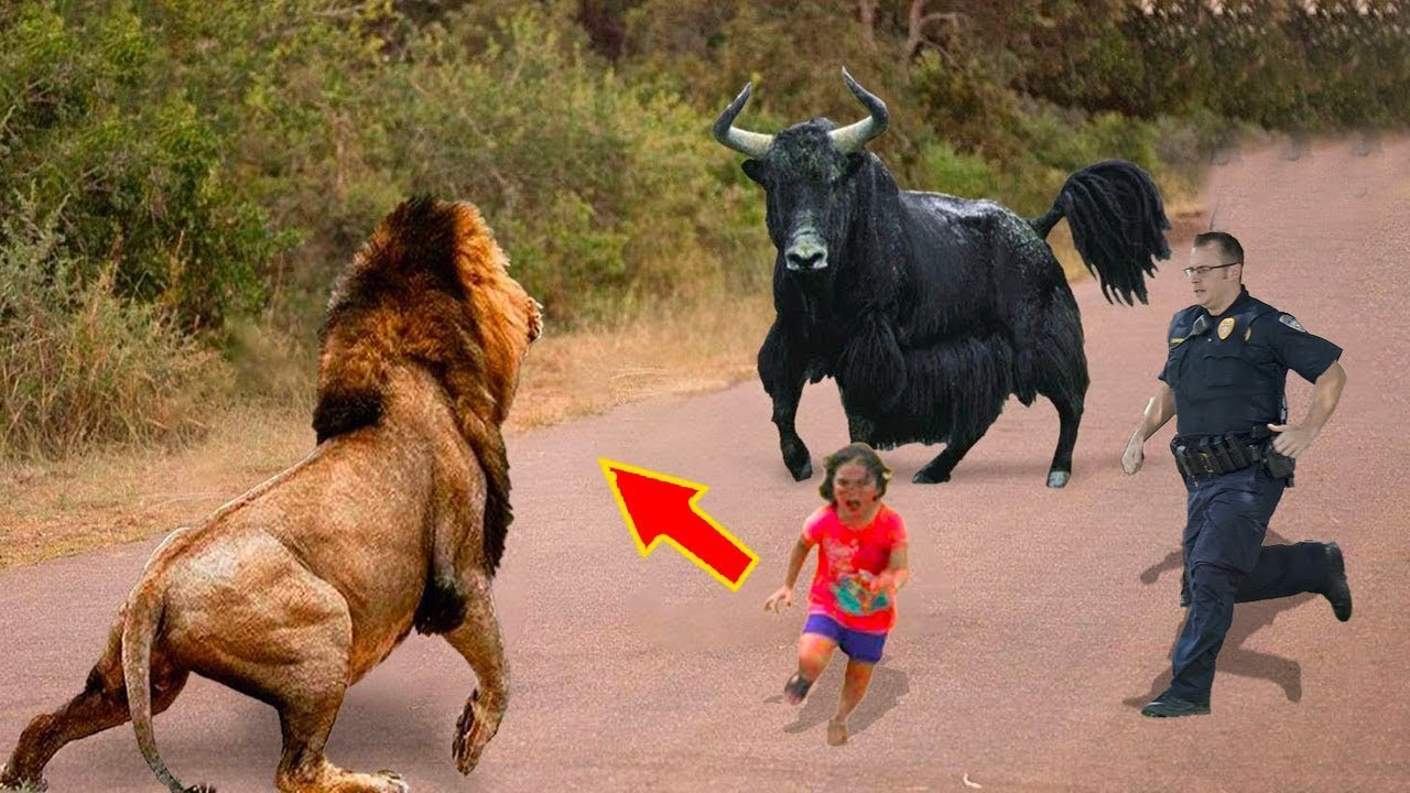 Wild Animals Ask People For Help, These Best Acts Of Kindness 2023 ...