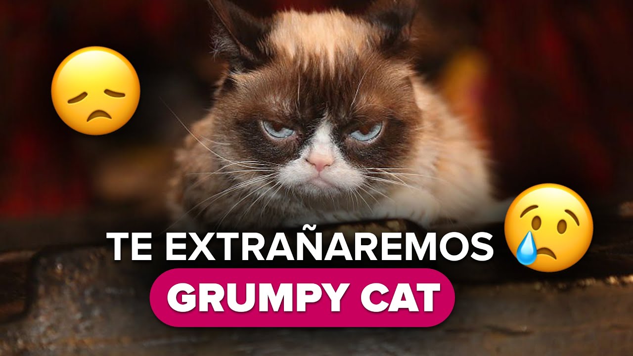 Adiós Grumpy Cat: así lo conocimos - YouTube
