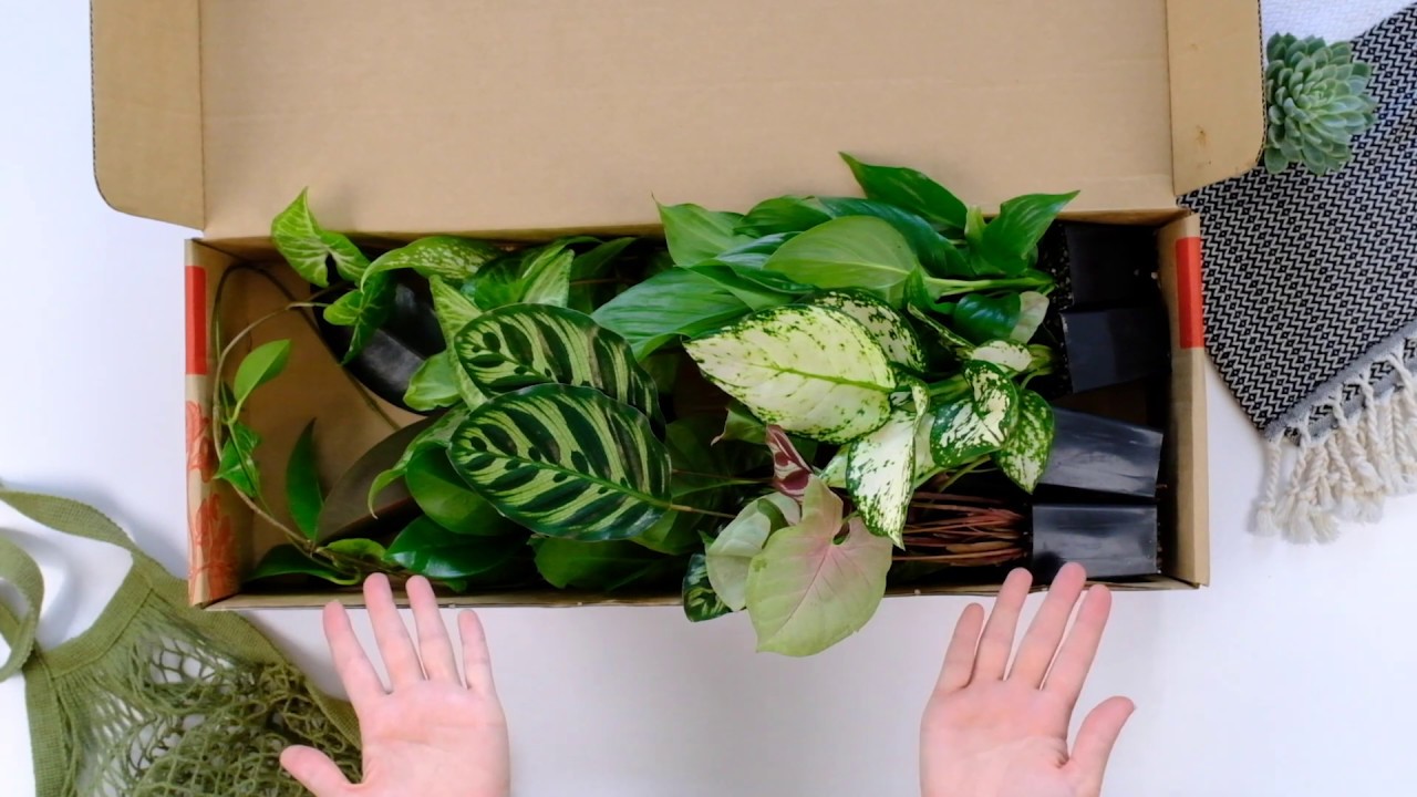 Delivered Box Of Assorted Indoor Plants Straight To Your Door - YouTube