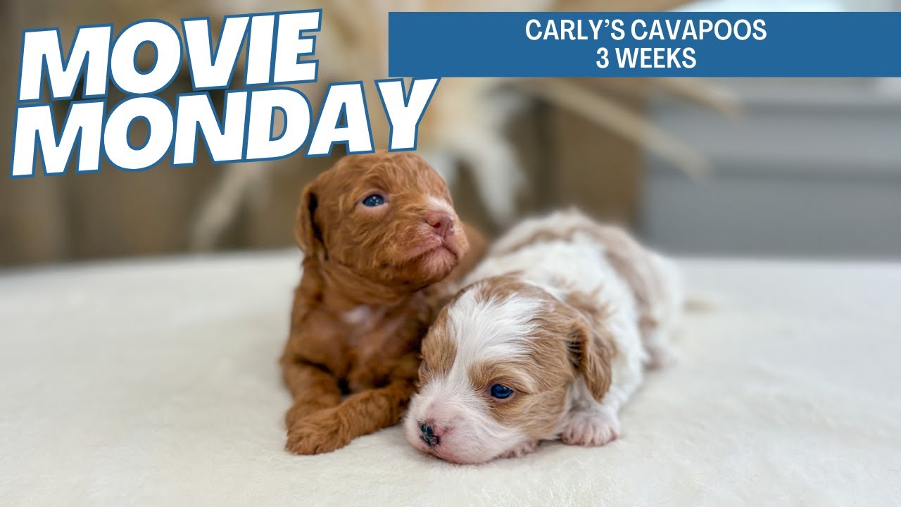 Carly's Cavapoos 3 weeks - YouTube