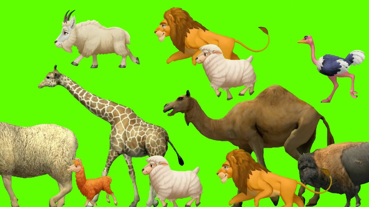 animals stampede green screen zoo | zoo animals green screen | Animal ...