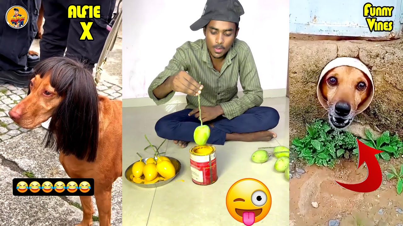 Crazy and Funniest Videos Ever Recorded in the World | Best Funniest ...