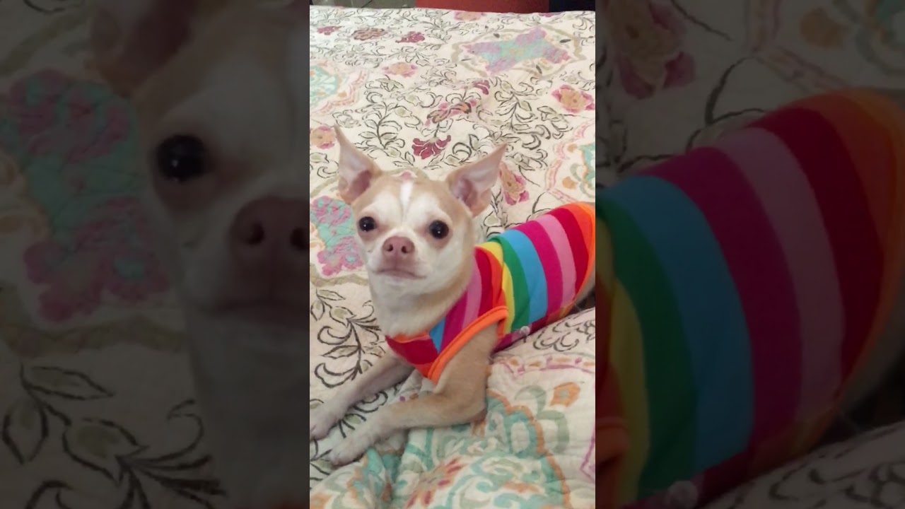 Happy first birthday chihuahua puppy gets his new rainbow pride muscle ...