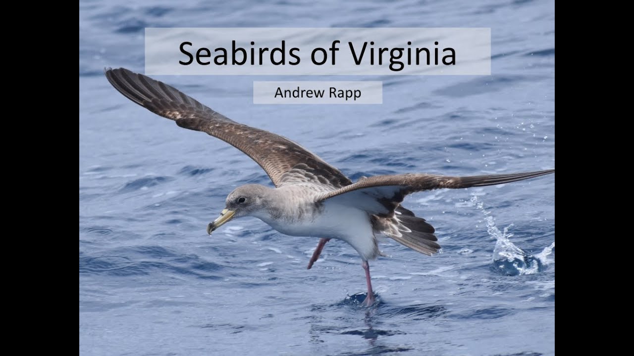 Seabirds of Virginia - Andrew Rapp - YouTube